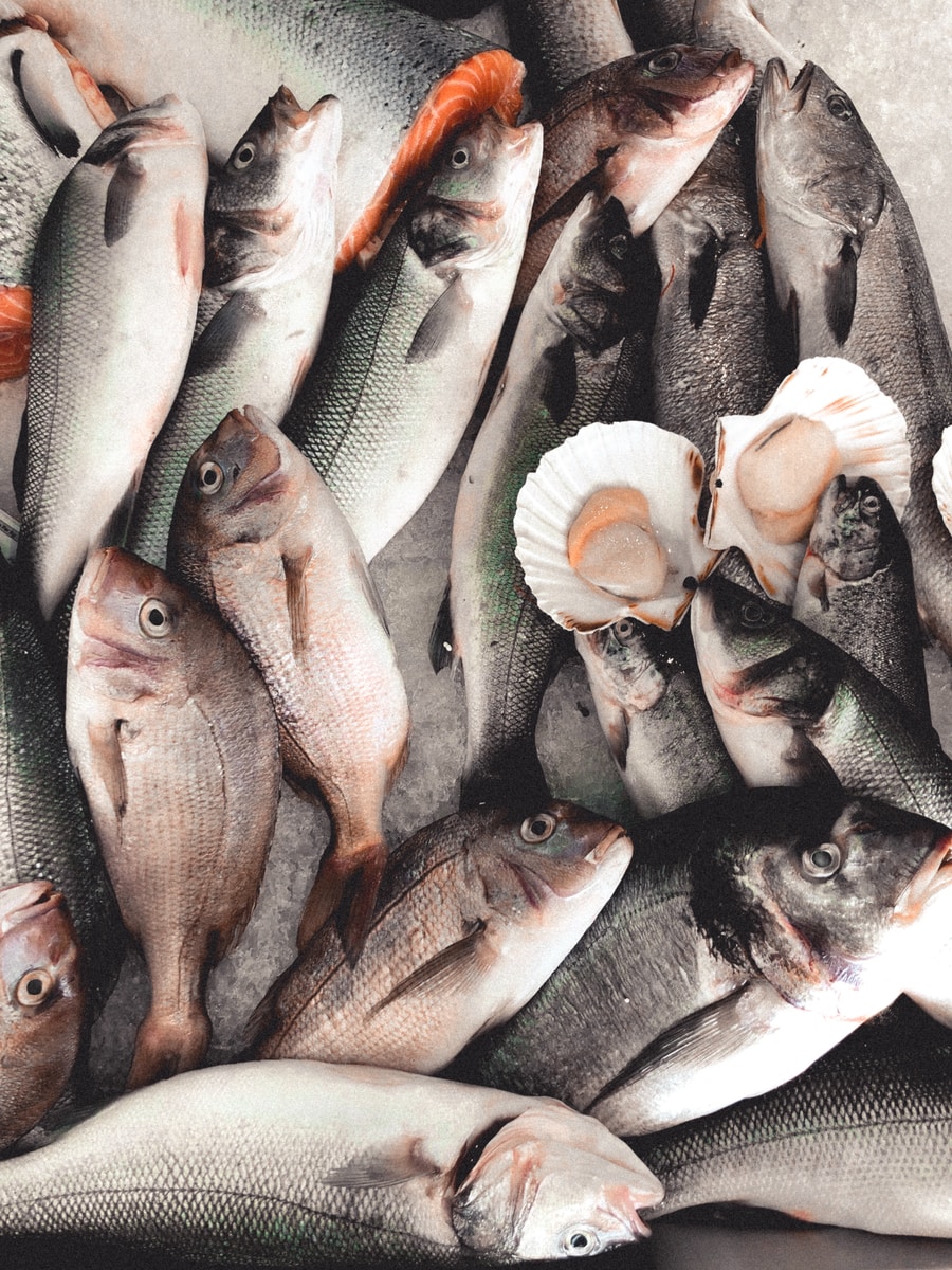 Feeding insects to fish is good for the industry. Here’s why. | um+