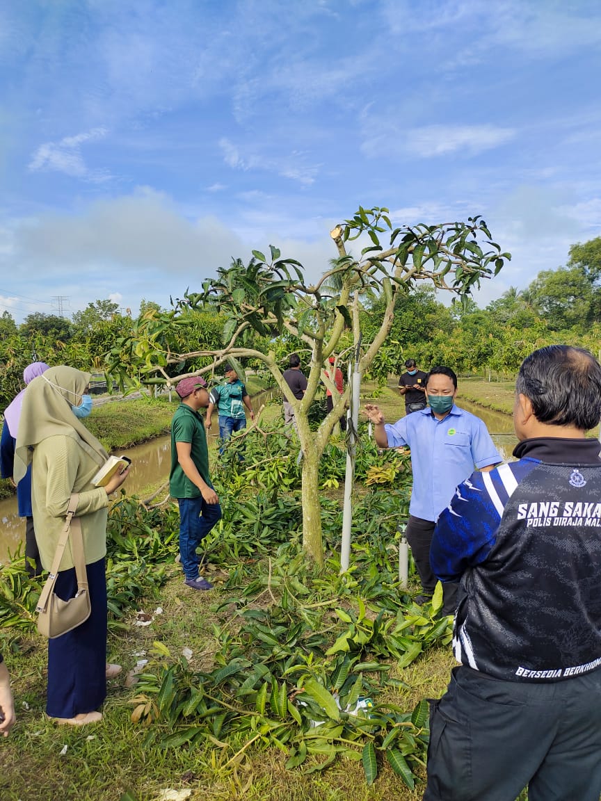 Penyelidik UM bantu petani hasilkan biochar untuk penanaman harumanis | um+